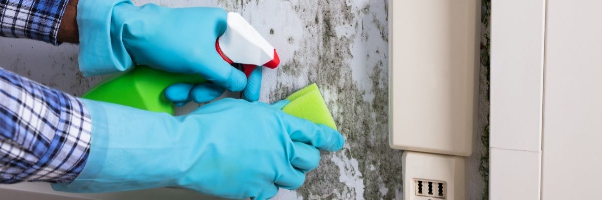 When and How Should You Use Bleach to Kill Mold